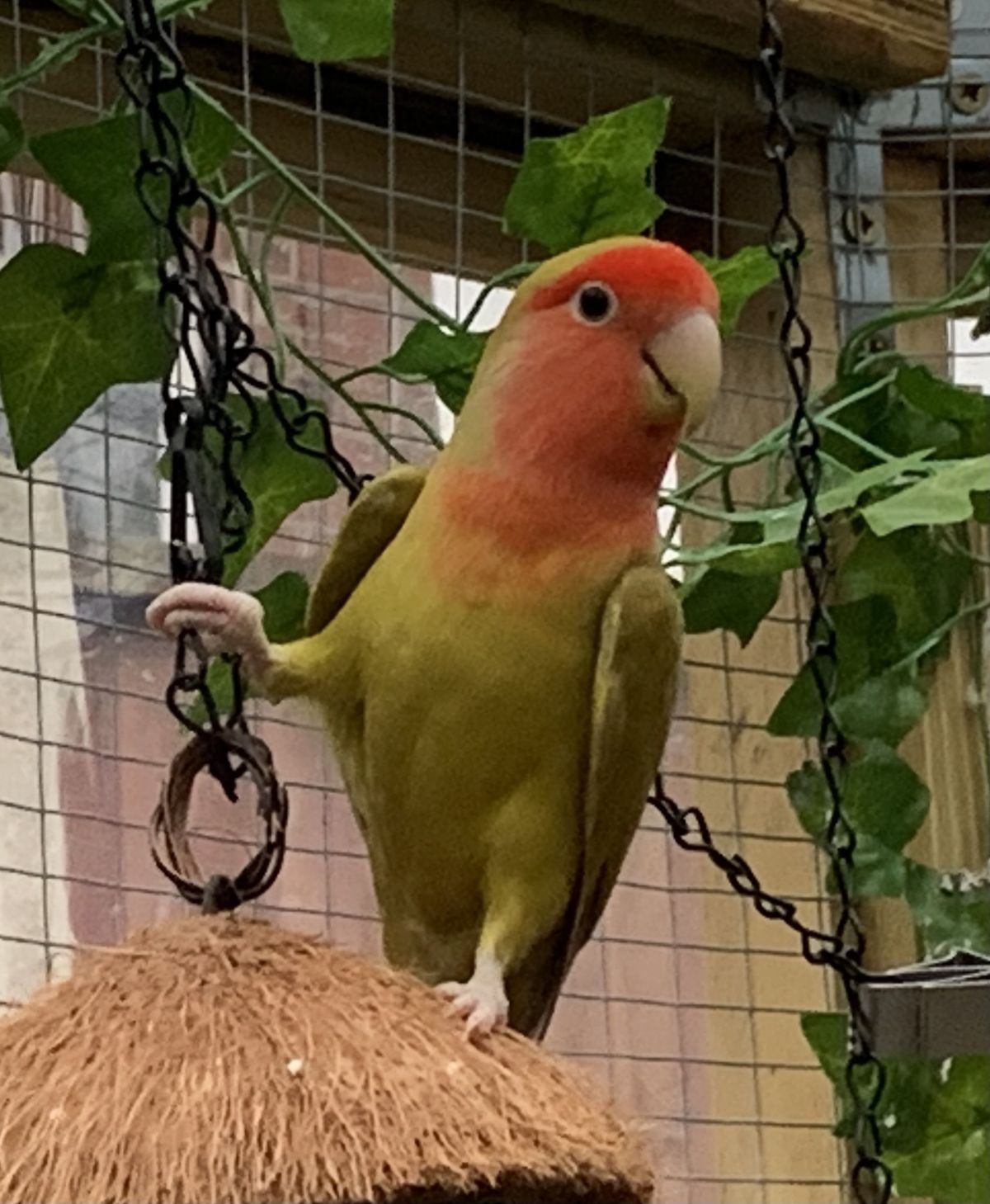 thunderbird aviary